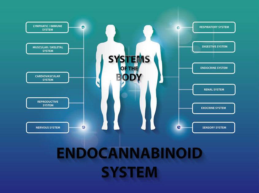 What is the Endocannabinoid System (ECS)? – Trust Biologic